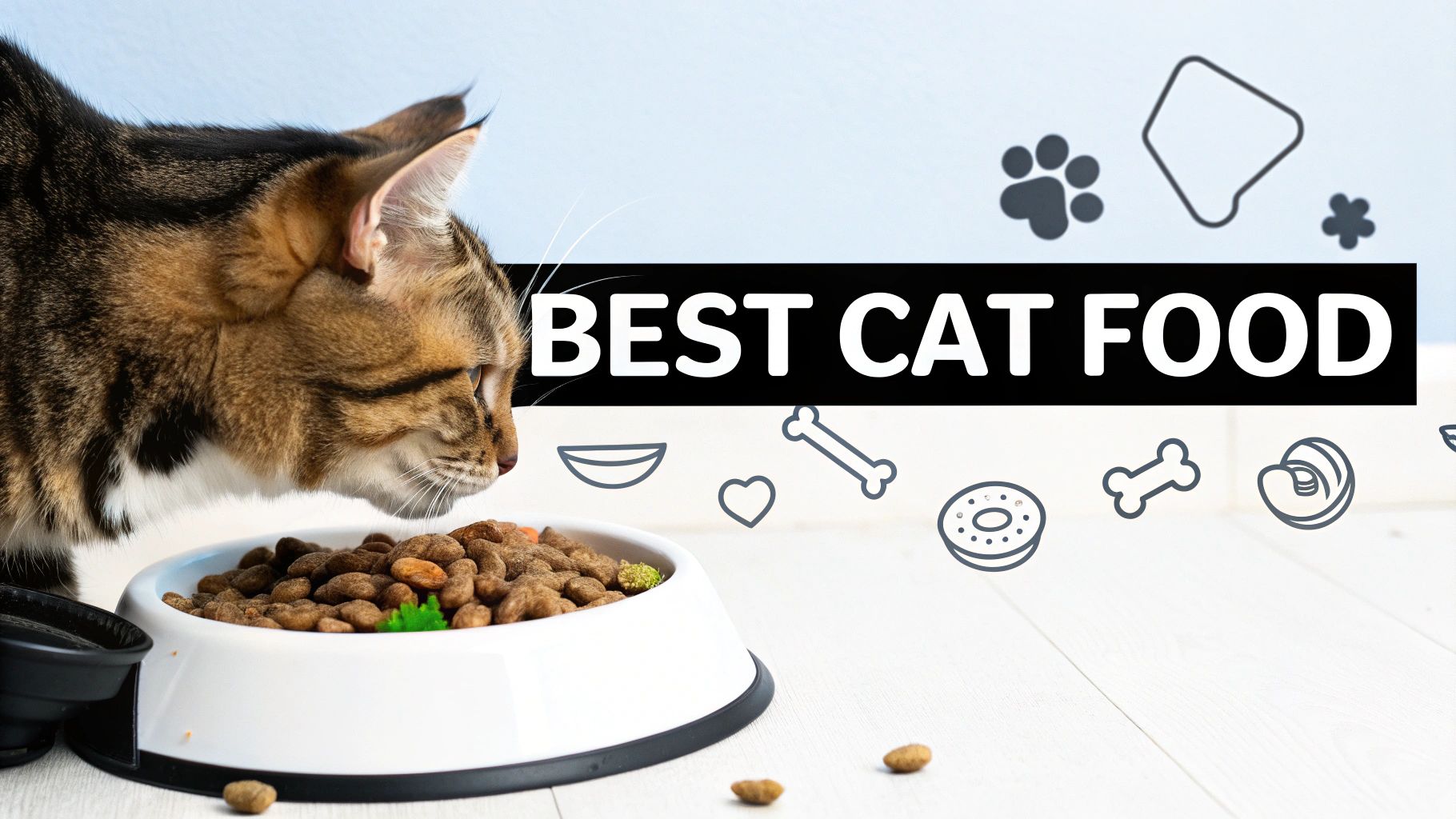 The Best Cat Food for Digestion Your Complete Guide – JoyFull Pet
