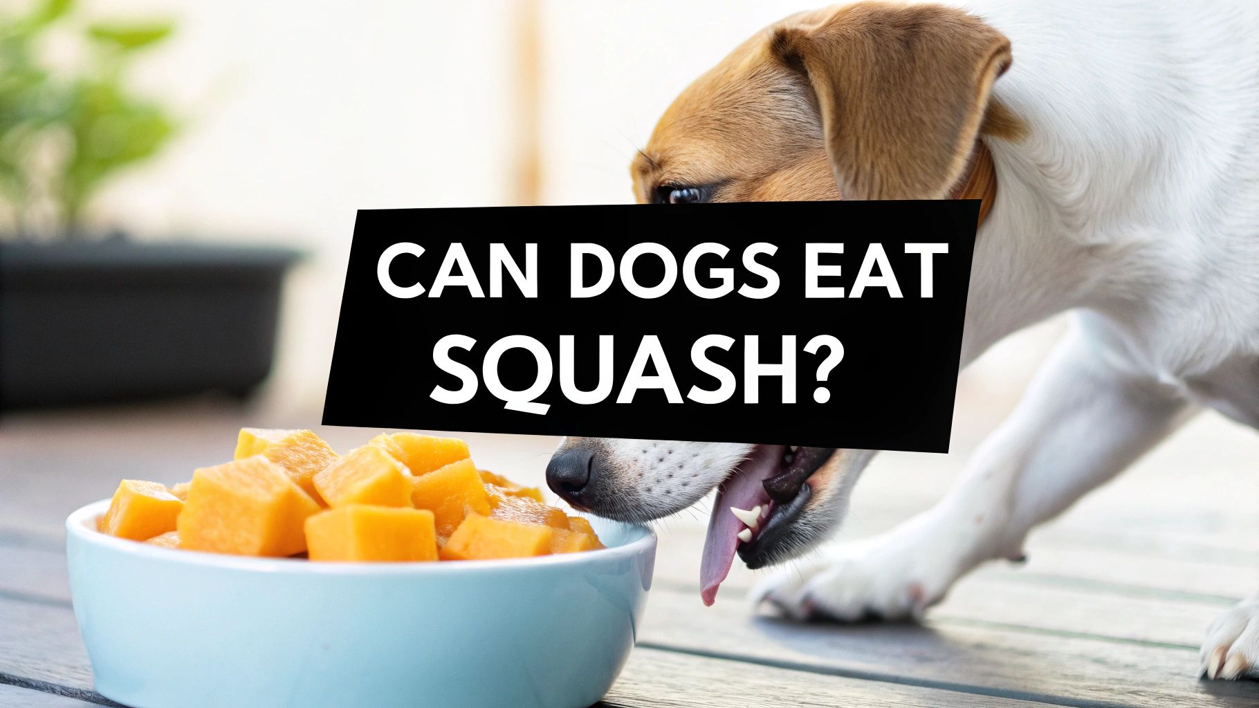 Can Dogs Eat Butternut Squash? A Vet-Approved Guide – JoyFull Pet