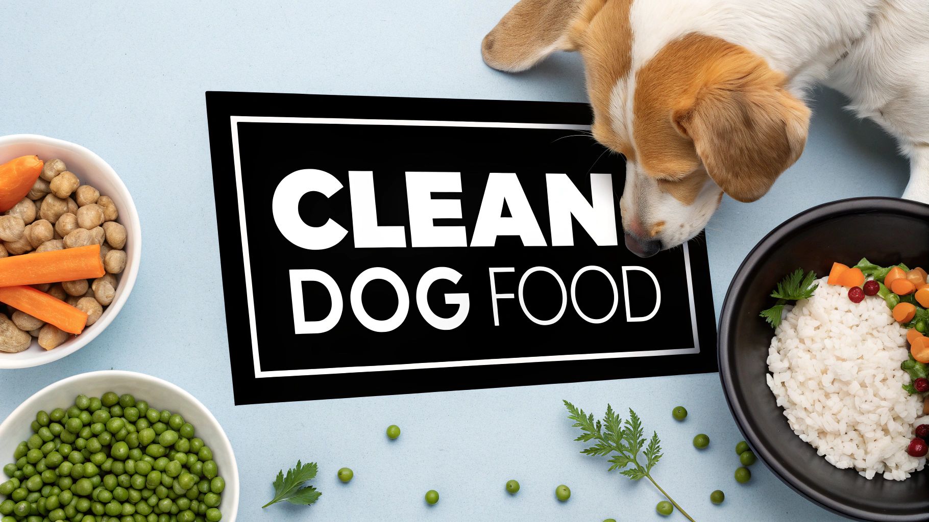 A Guide to the Best Clean Dog Food Brands – JoyFull Pet